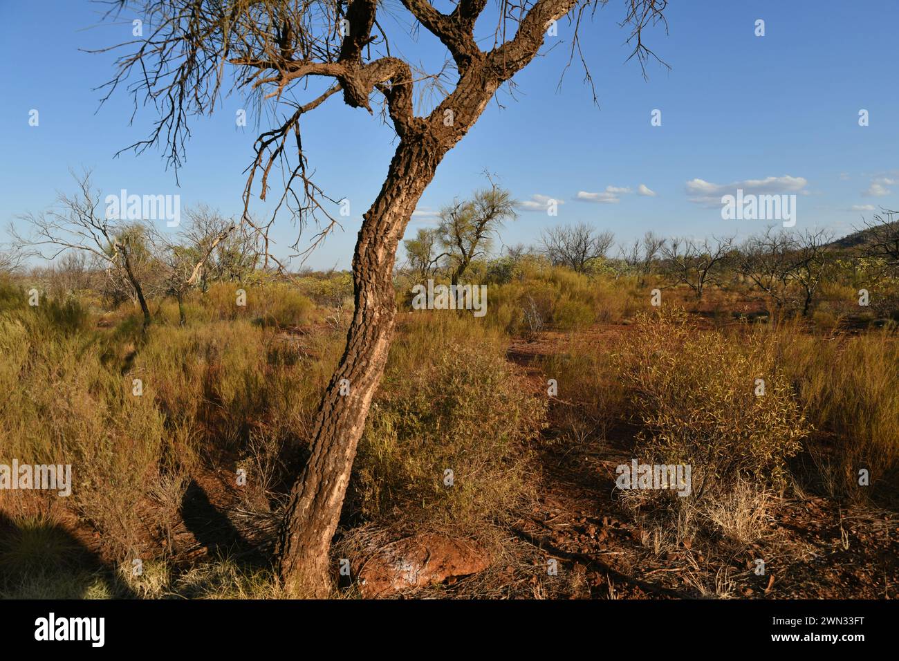 Desert oak tree australia hi-res stock photography and images - Alamy