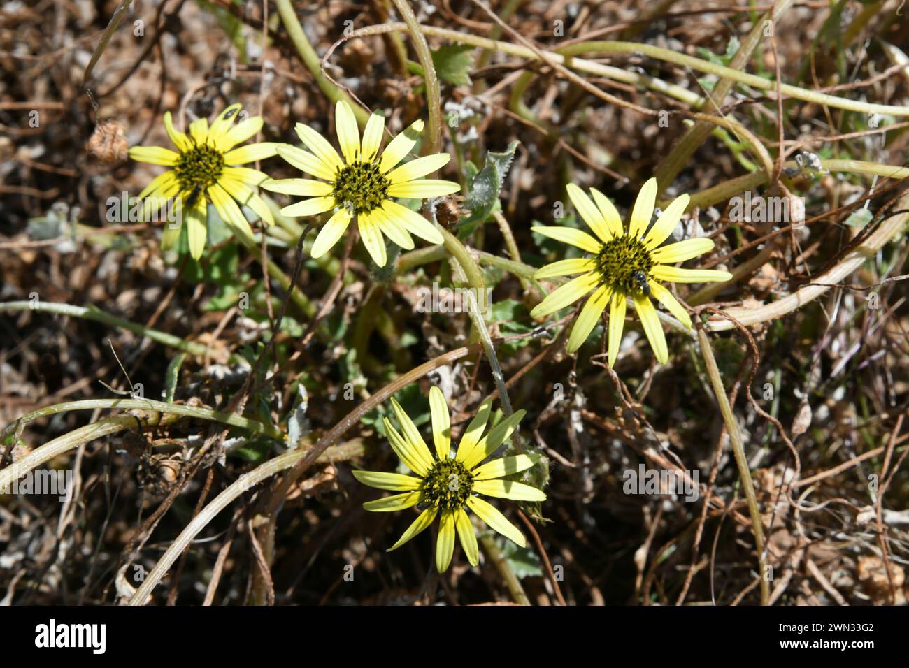 Arctotheca calendula, commonly known as capeweed, plain treasureflower ...