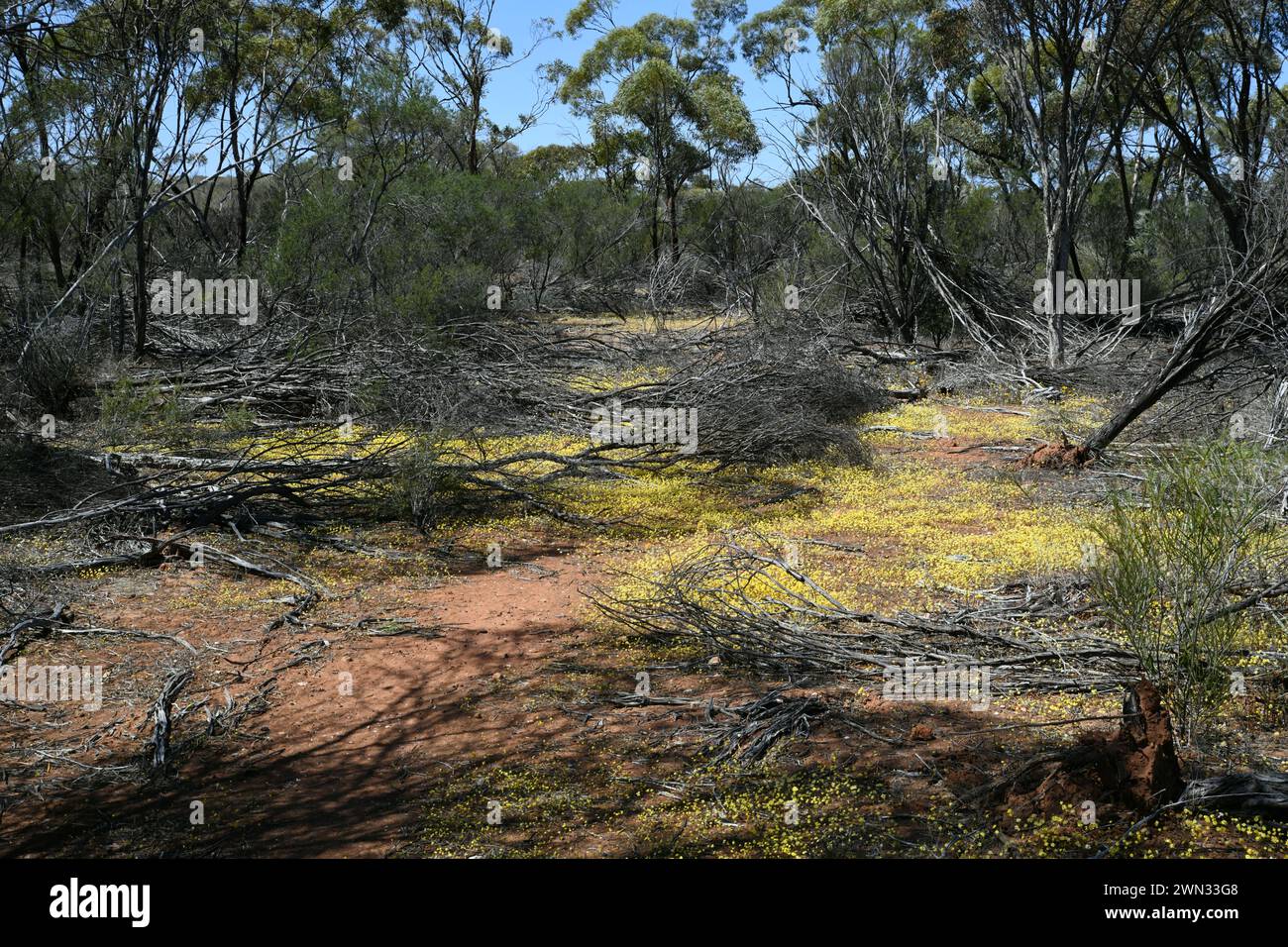 Woodland with wildflowers in the Mullewa region, Western Australia ...