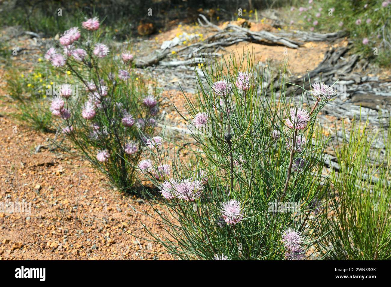 Small shrubs in desert hi-res stock photography and images - Alamy