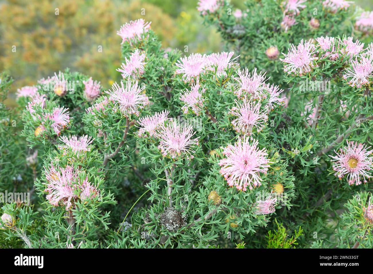 Plants in the genus Hakea are shrubs or small trees Stock Photo - Alamy