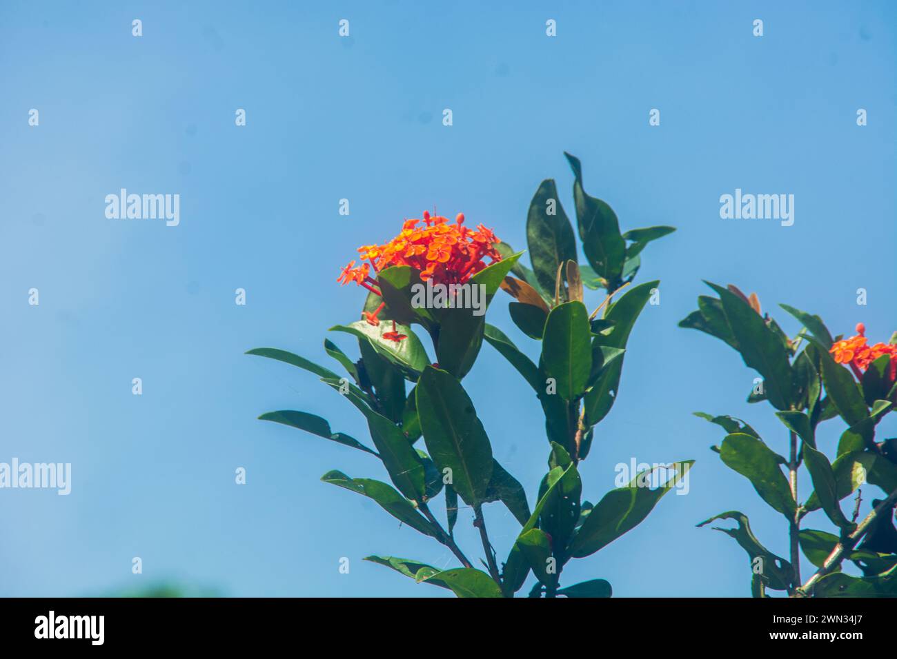 Close up photo of Ashoka plant "Saraca asoca" against blue sky ...