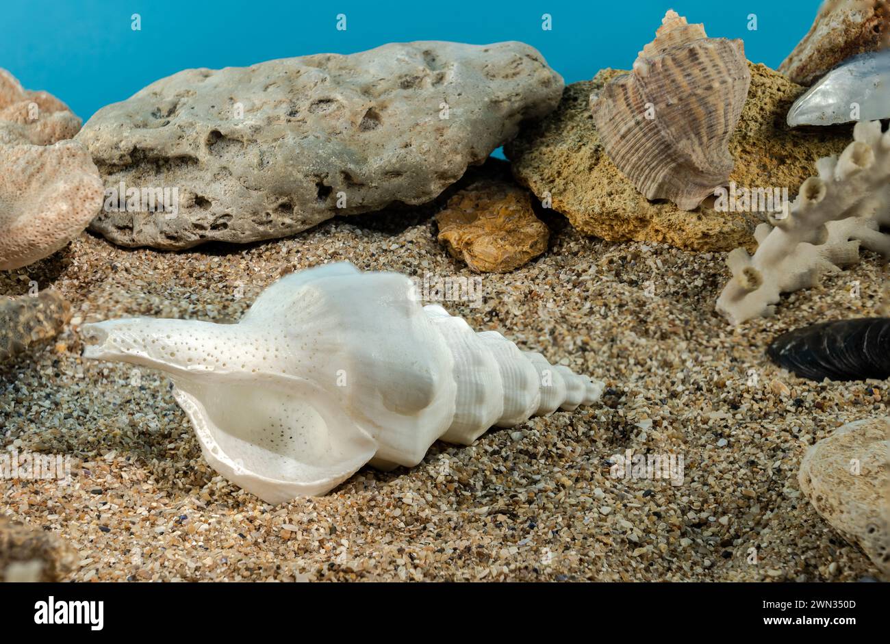 White Marine gastropod mollusk sea shell underwater. Shell on the ...