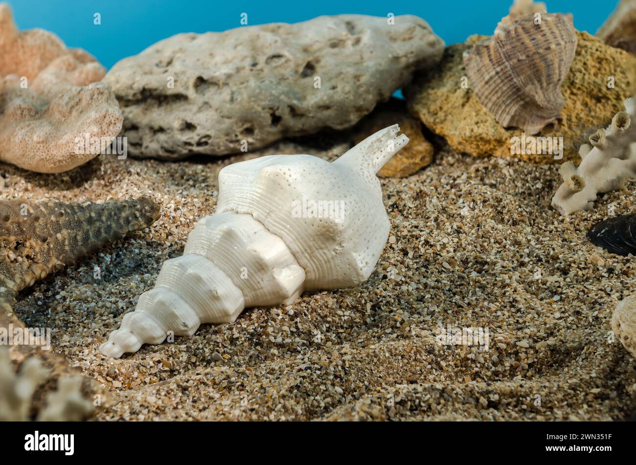 White Marine gastropod mollusk sea shell underwater. Shell on the ...