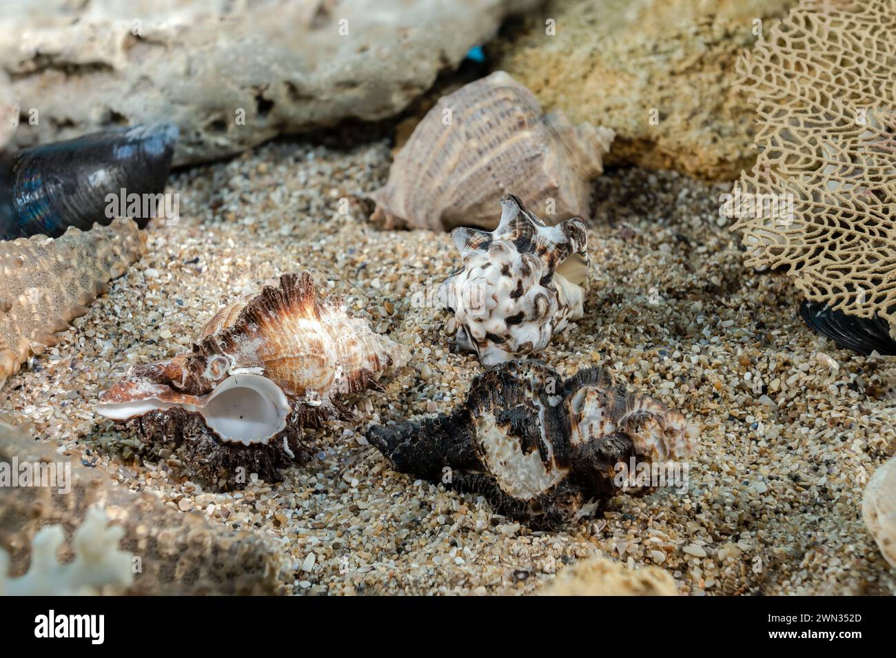 Murex Indivia Longspine sea shells underwater on the seabed Stock Photo ...