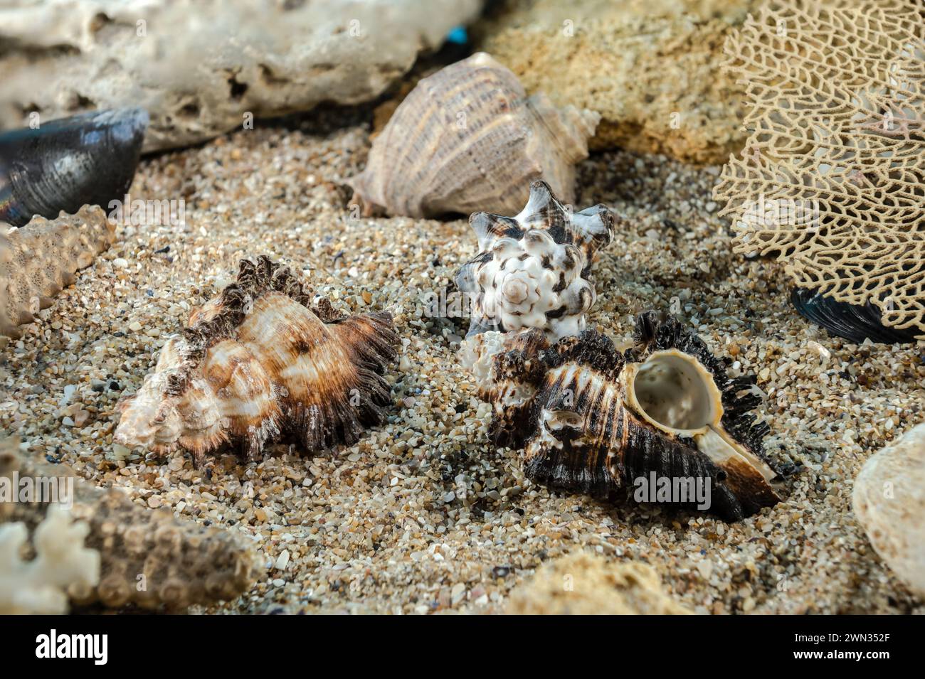 Murex Indivia Longspine sea shells underwater on the seabed Stock Photo ...