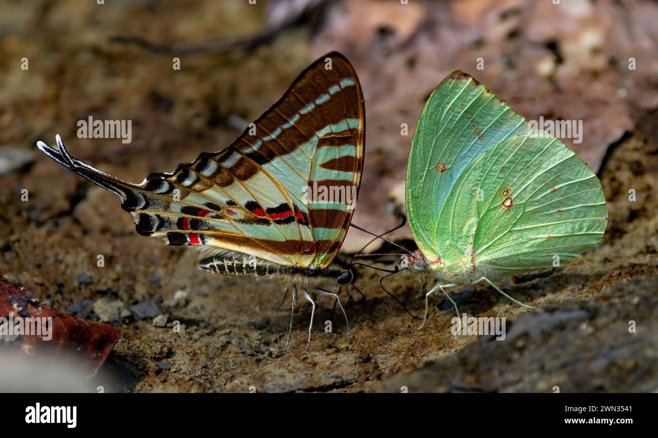 Swordtail butterflies hi-res stock photography and images - Alamy