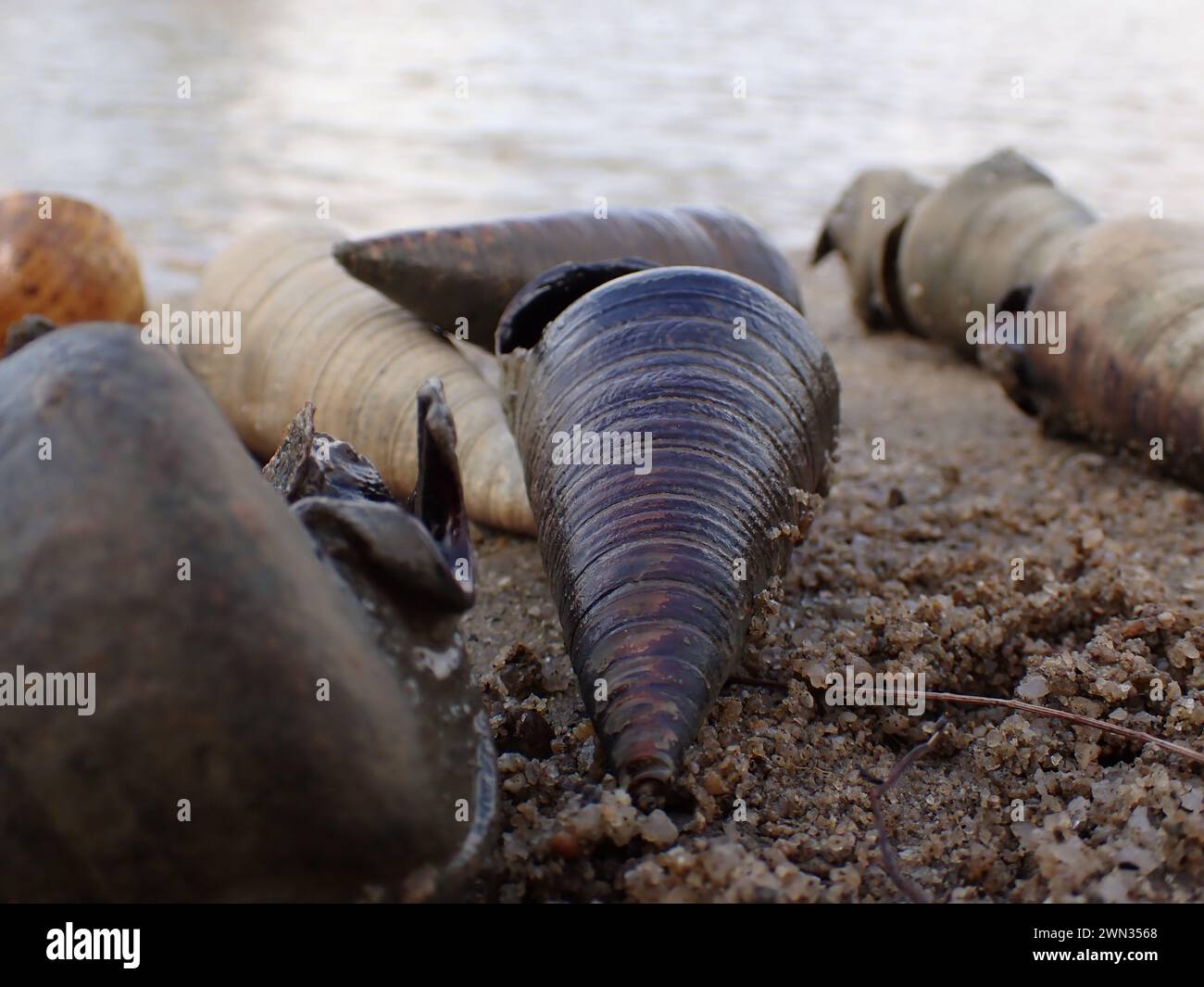 Siput hi-res stock photography and images - Alamy