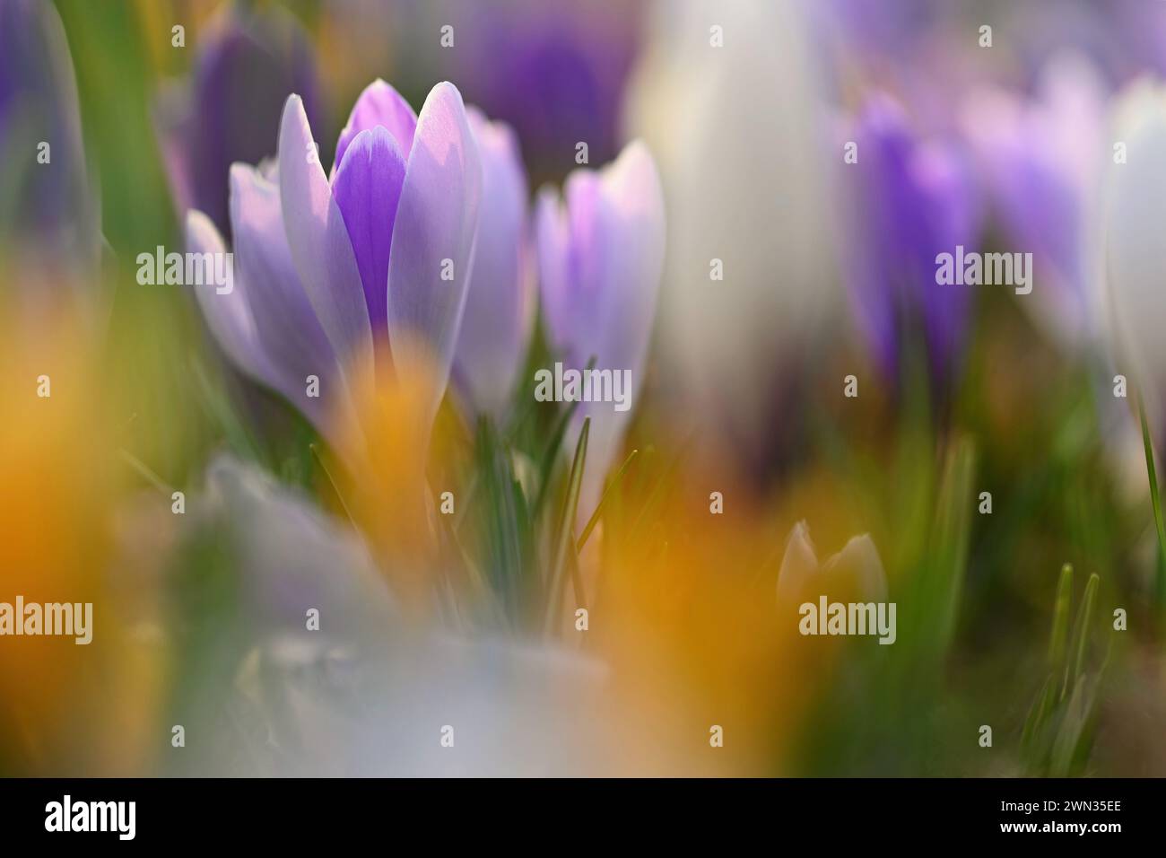 Spring background with flowers. Nature and delicate photo with details ...