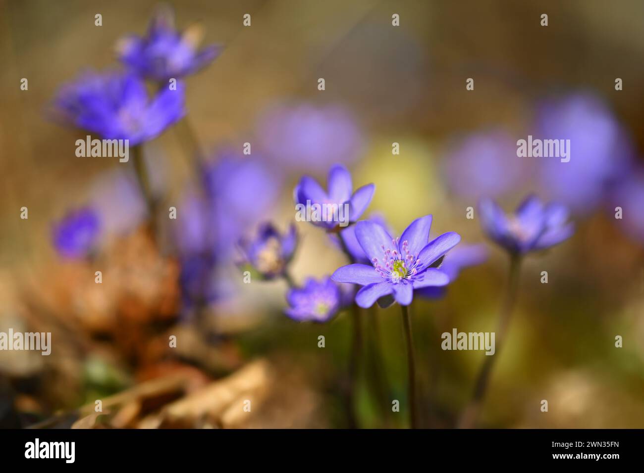 Spring flower. Beautiful purple plant in the forest. Colorful natural ...