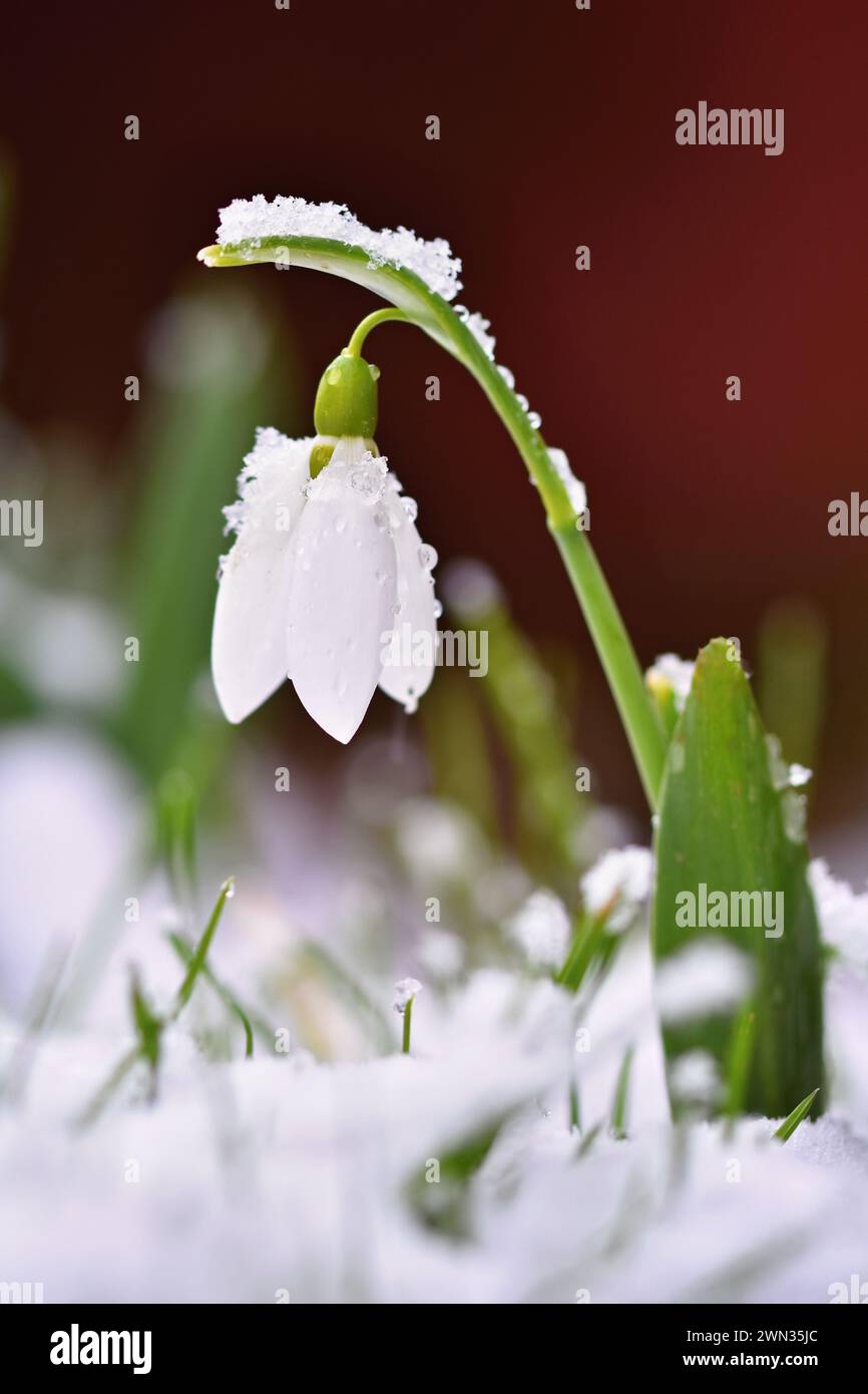 Snowdrops spring flowers. Beautifully blooming in the grass at sunset ...
