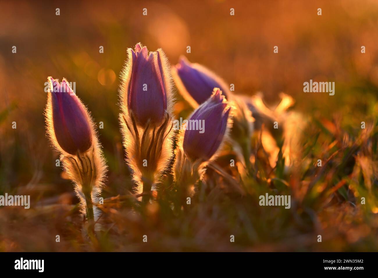 Spring flowers. Beautiful purple little furry pasque-flower ...