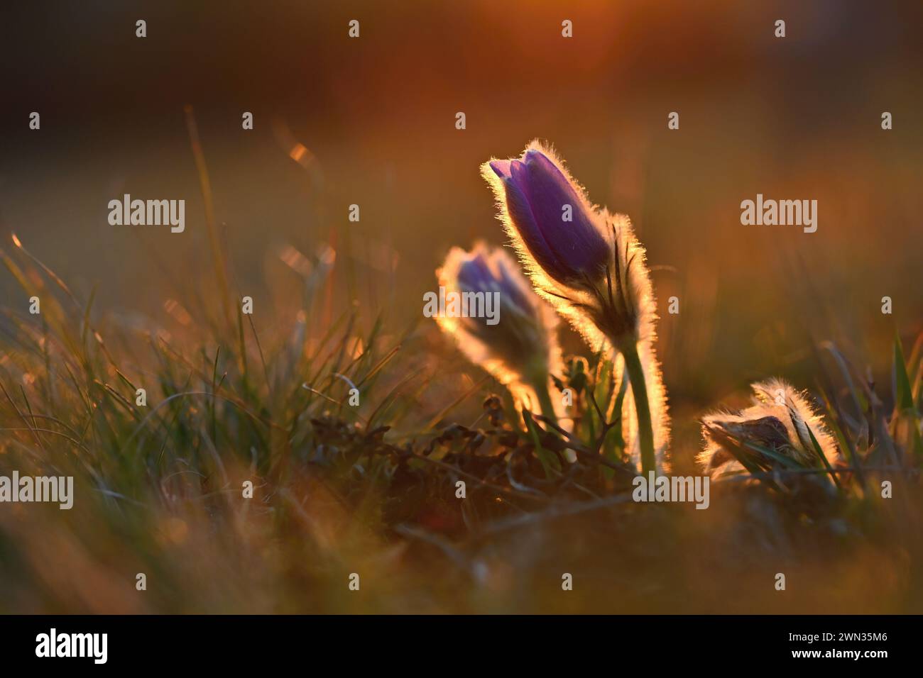 Spring flowers. Beautiful purple little furry pasque-flower ...