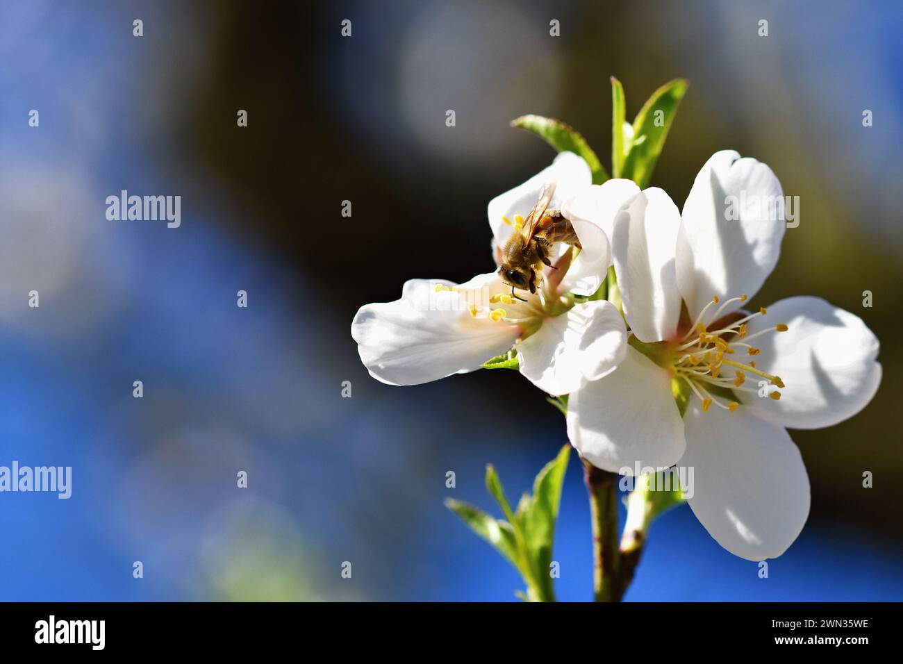 Spring background. A beautiful blooming tree in spring with a flying ...