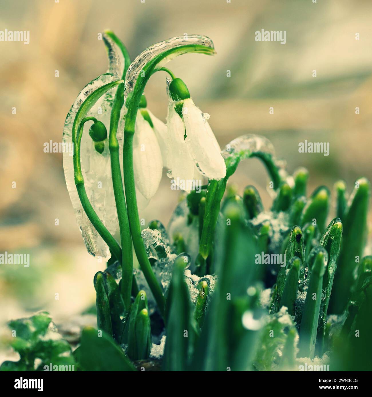 Ice and frozen snowdrops - Beautiful white spring flowers. The first ...