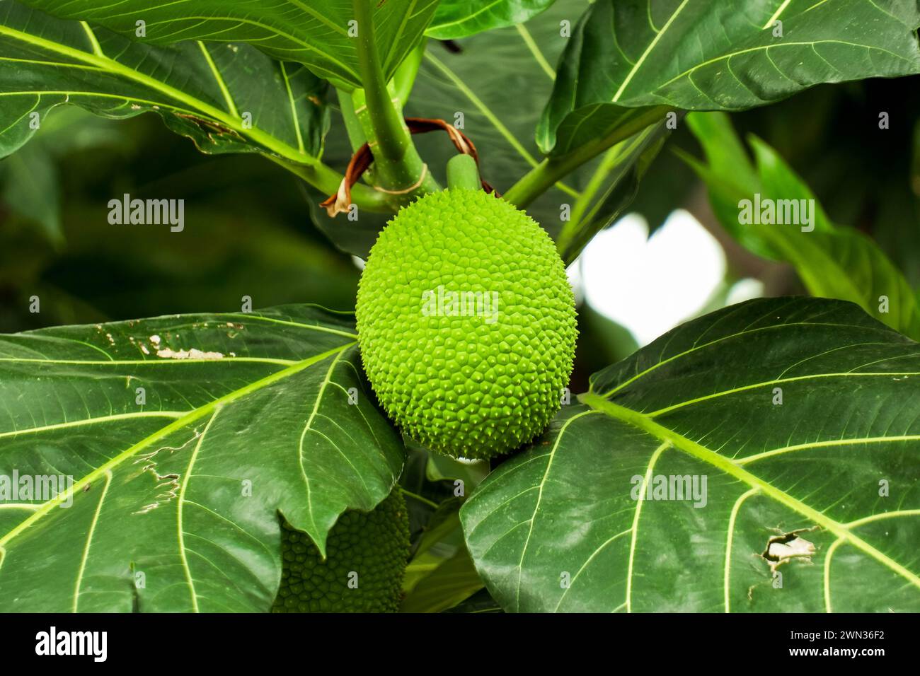 Buah Sukun or breadfruit whose, latin name is Artocarpus altilis, is a ...