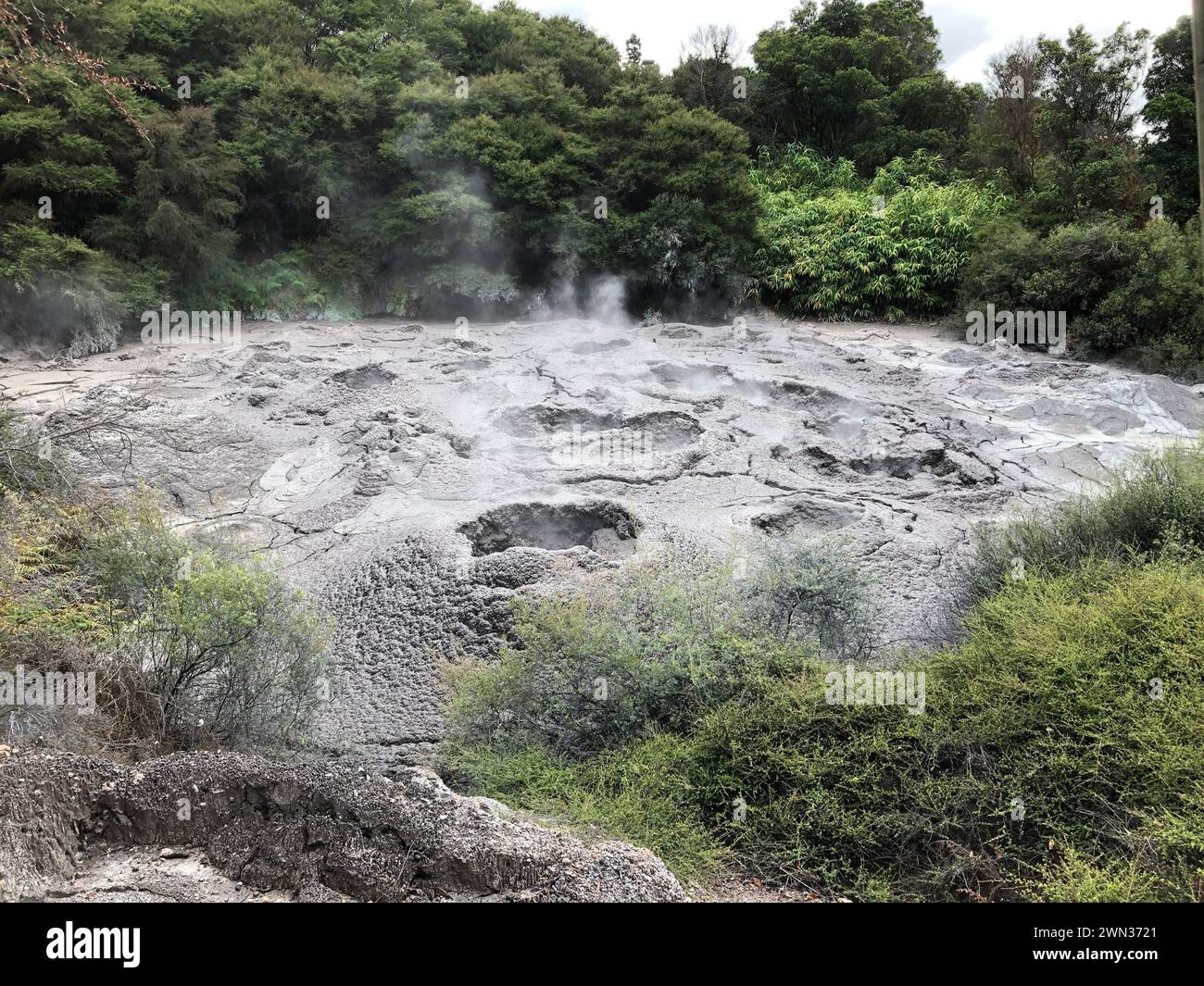 The lush trees surround a bubbling mud pool in a vibrant forest Stock ...