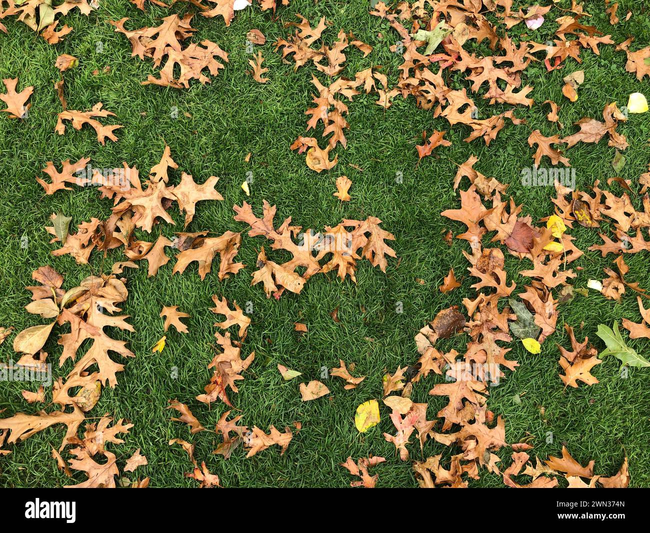 Lush green grass covered hi-res stock photography and images - Alamy