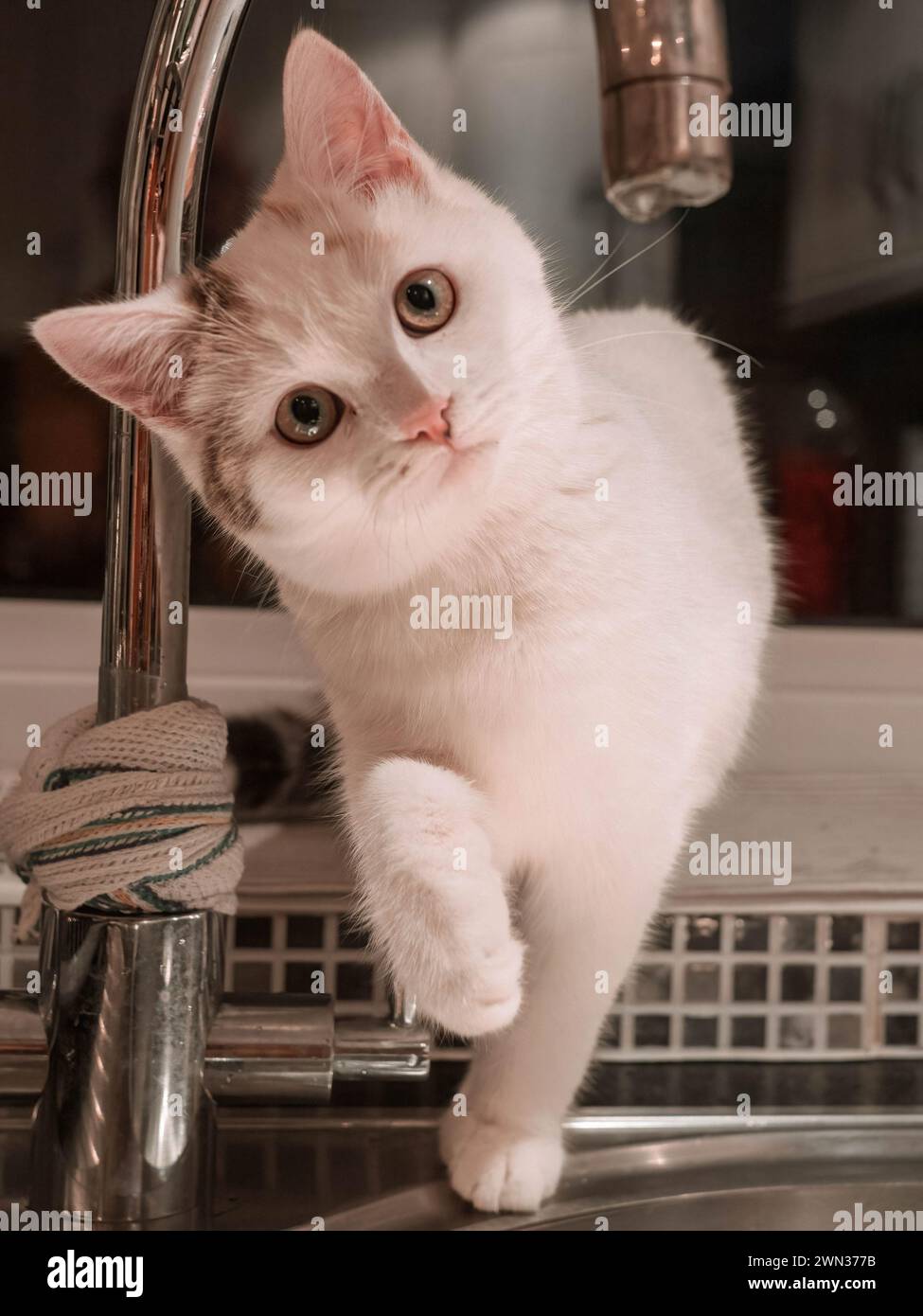 Young cat exploring the kitchen and the dripping tap Stock Photo - Alamy