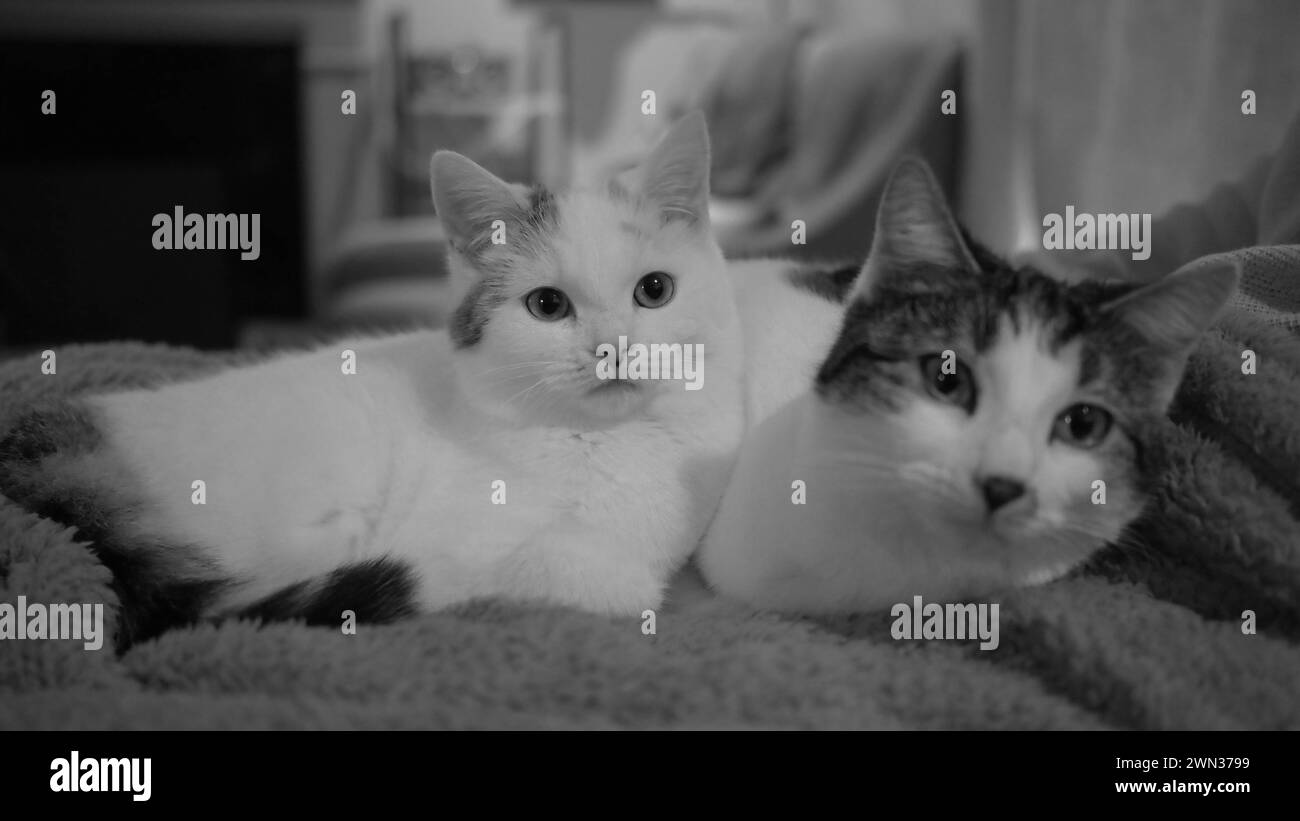 Mostly white cat with tortie markings hi-res stock photography and ...