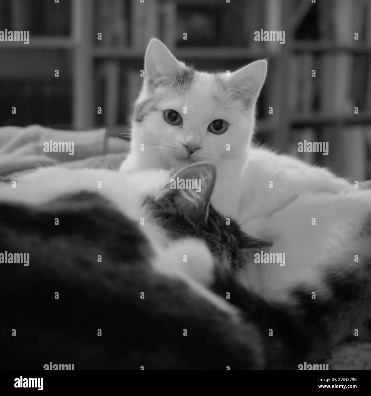 Mostly white cats hi-res stock photography and images - Alamy