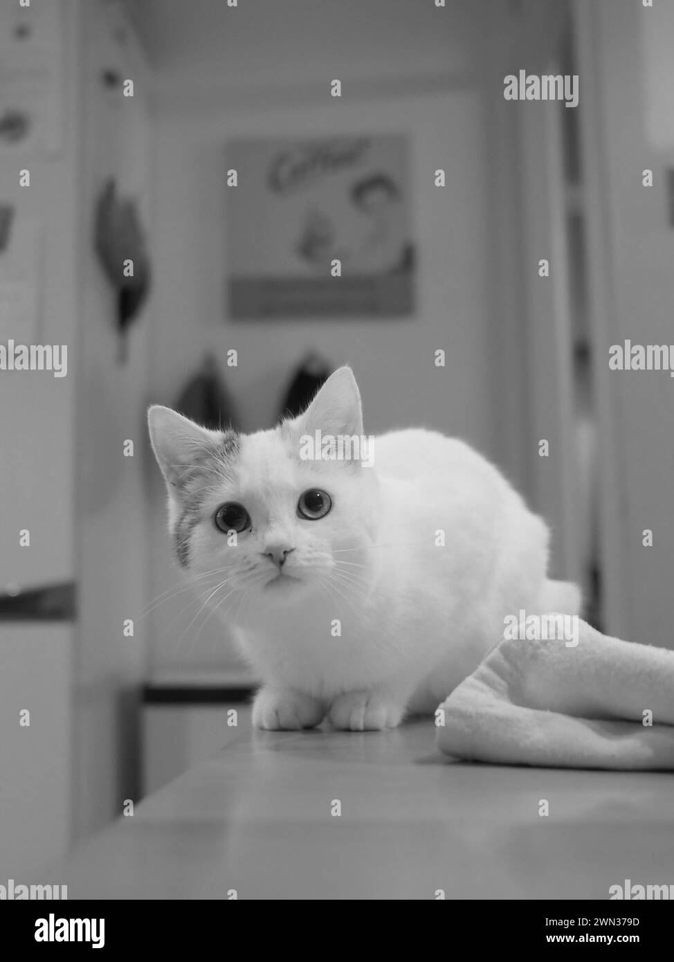 Exploring cat hi-res stock photography and images - Alamy