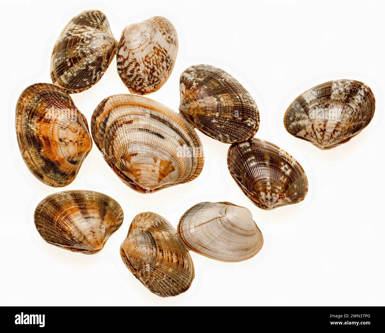 Closed clams hi-res stock photography and images - Alamy