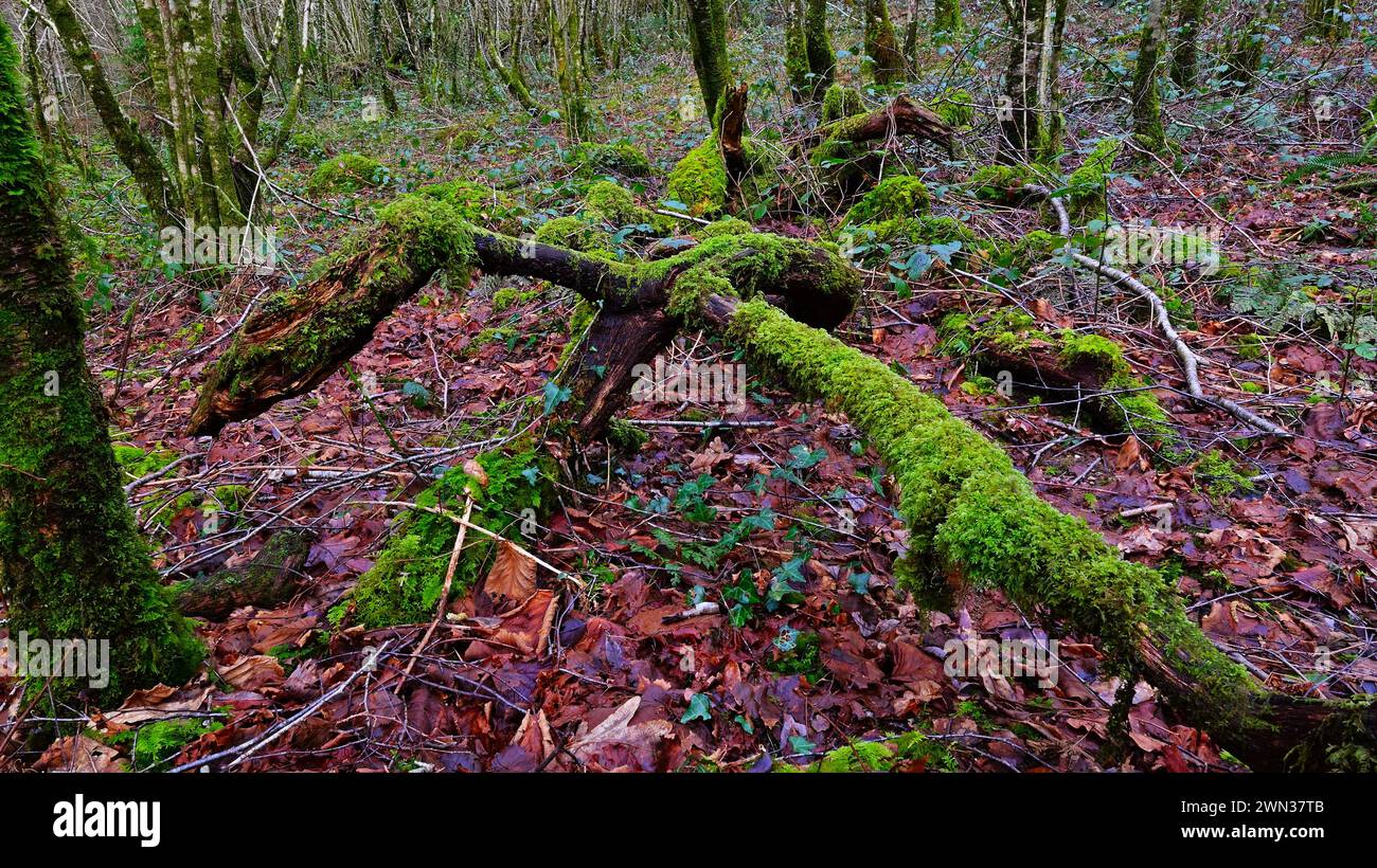 Celtic rainforest wales hi-res stock photography and images - Alamy