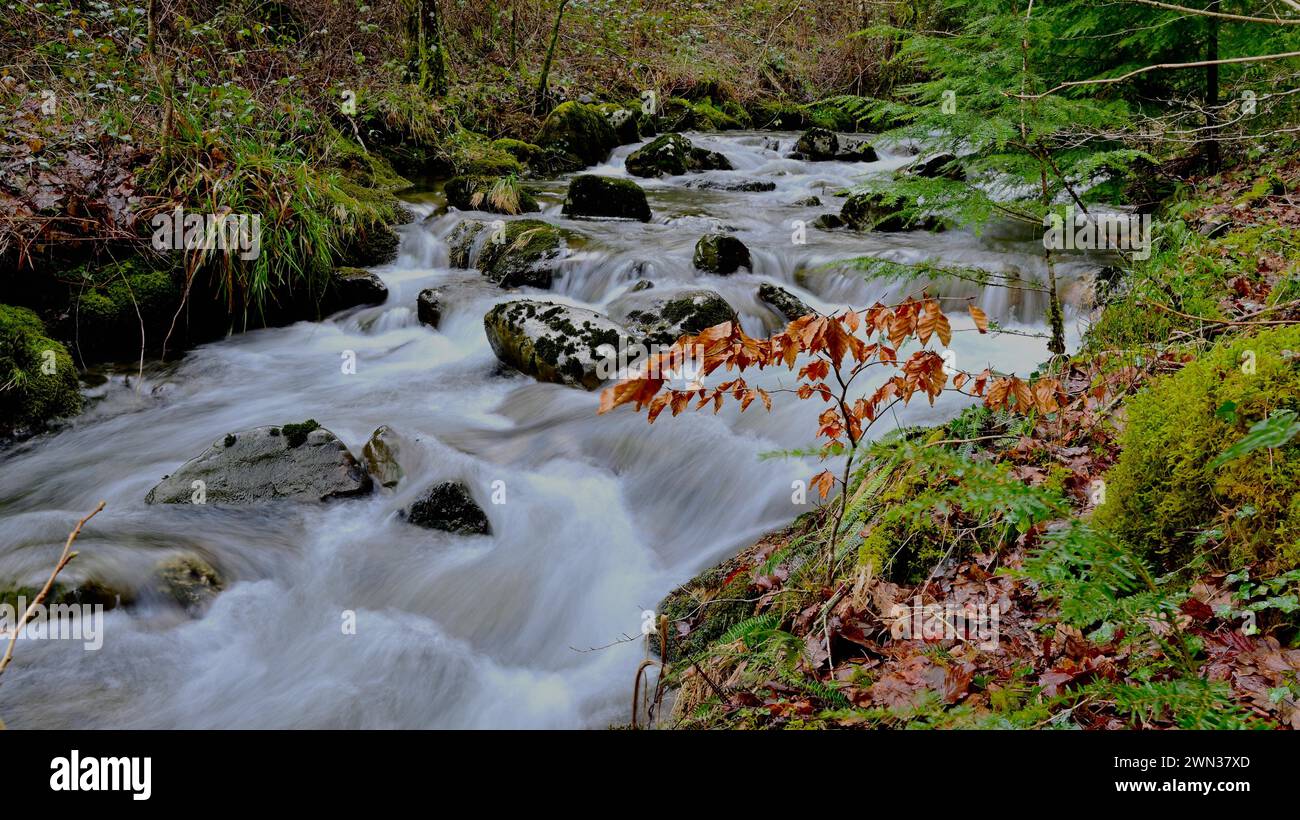 stream in temperate woodland with smooth flowing water, grasses and ...