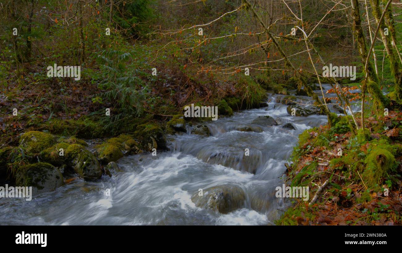 stream in temperate woodland, Gwynedd Wales UK Stock Photo - Alamy