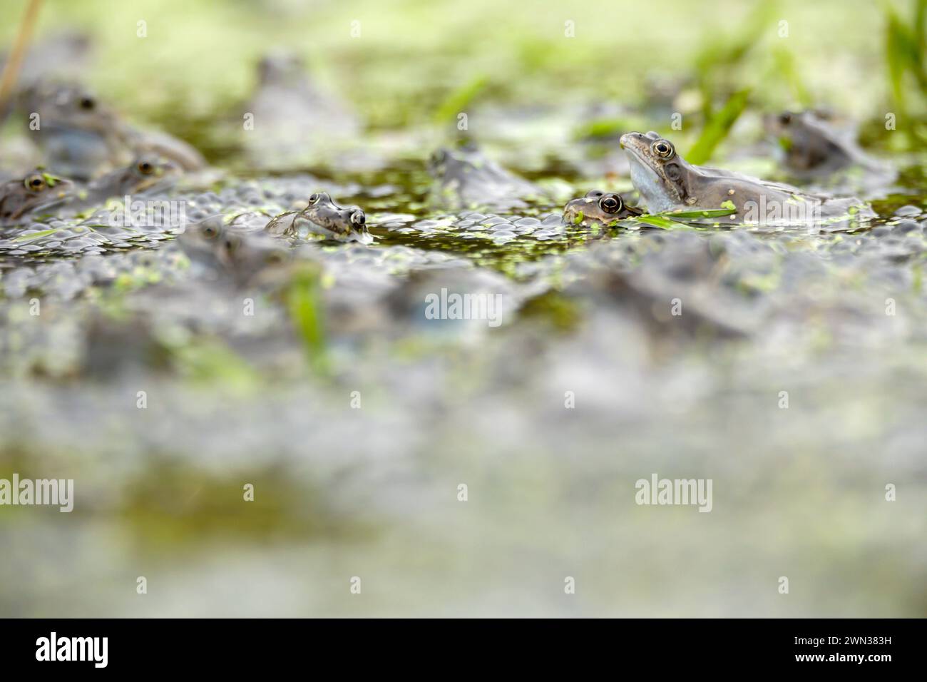 02/03/22 After being disturbed by the photographer’s arrival and diving ...