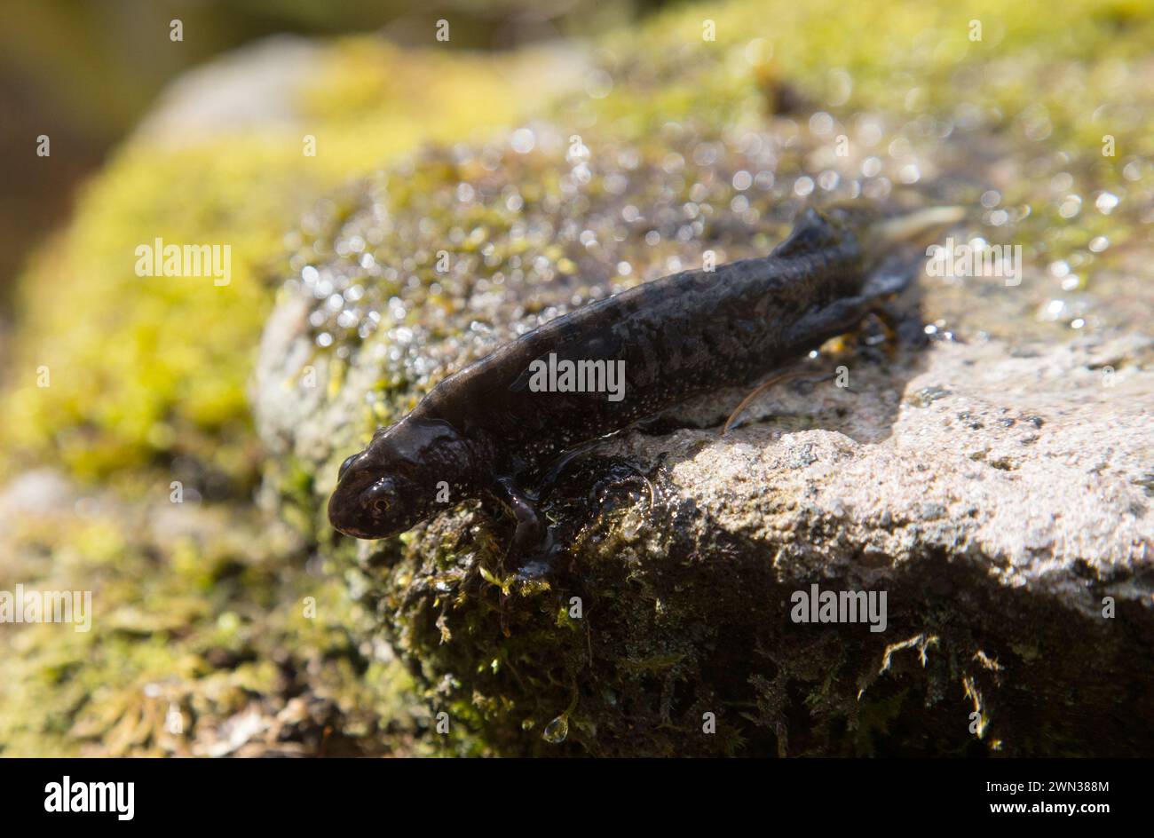 01/04/16 A gardener has been stunned by huge numbers of newts that are ...