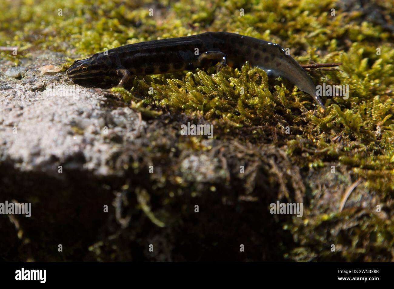 01/04/16 A gardener has been stunned by huge numbers of newts that are ...