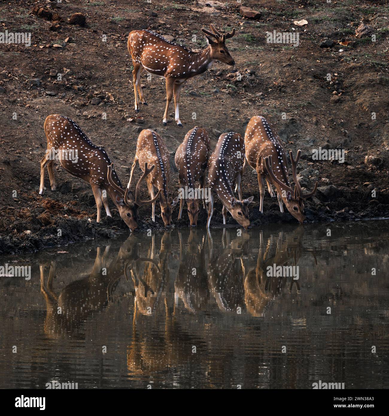 Chital - Axis axis, beautiful colored small deer from Asian grasslands ...