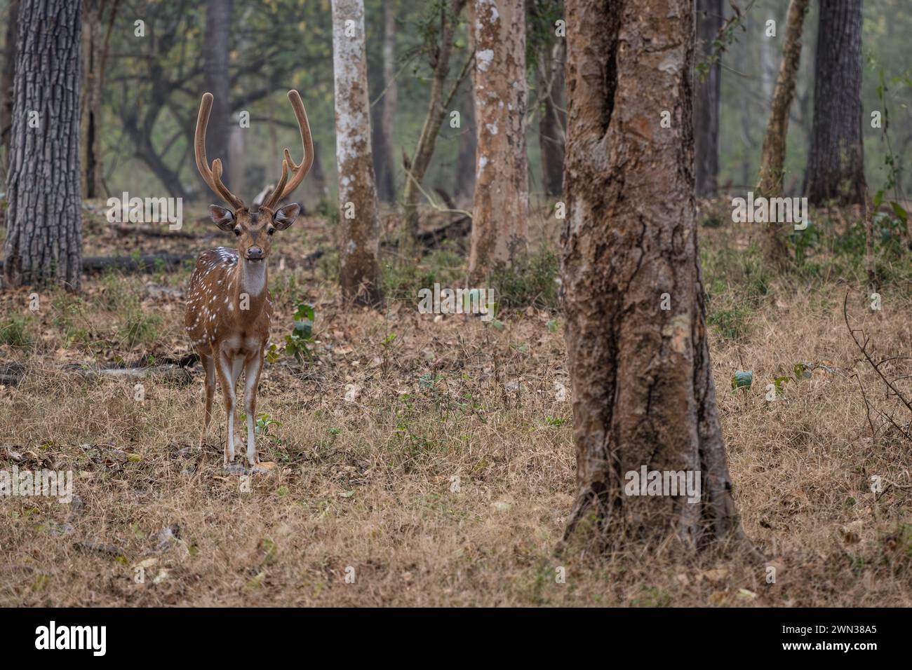 Chital - Axis axis, beautiful colored small deer from Asian grasslands ...