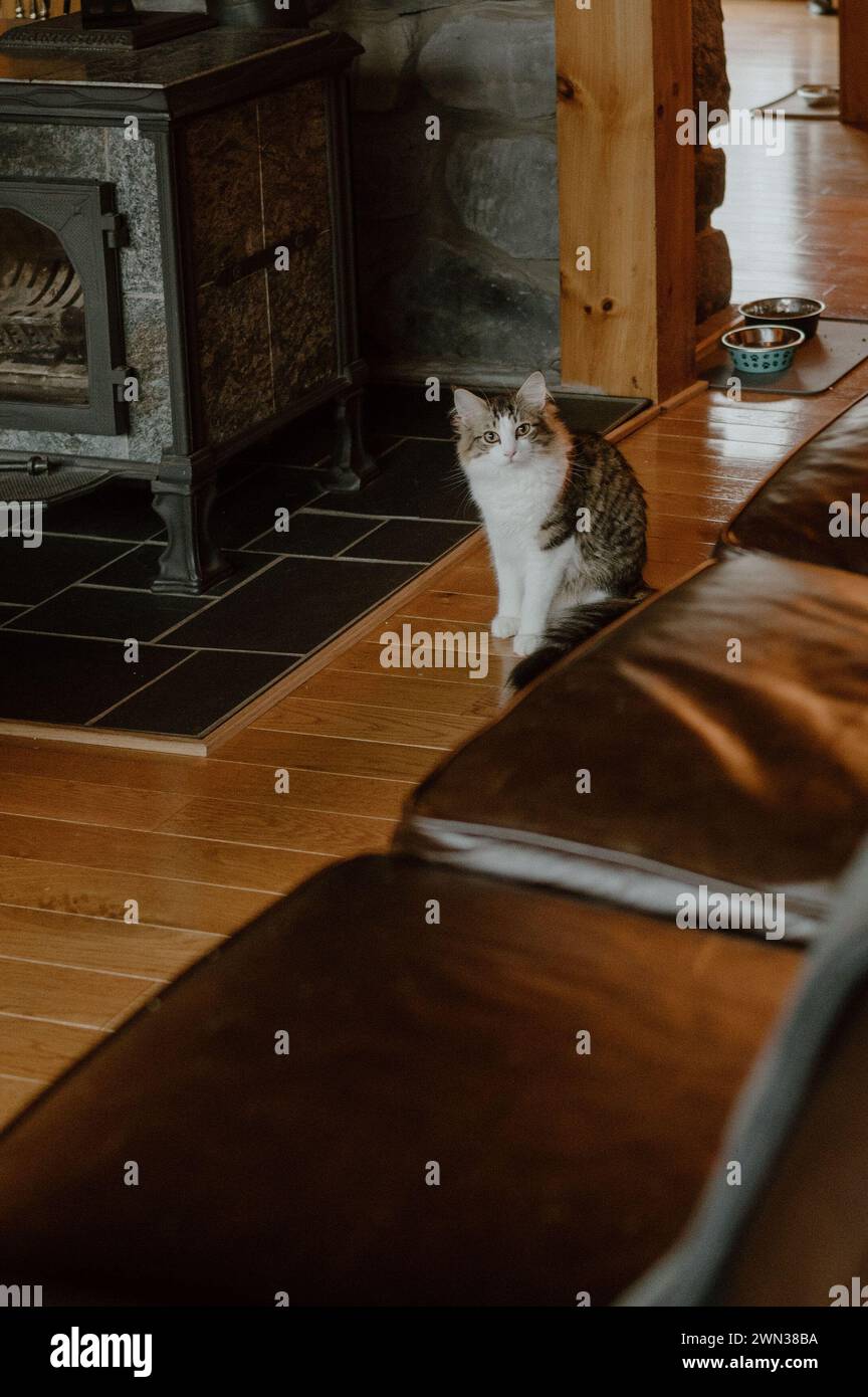 The essence of feline grace, majestic cat exudes quiet confidence and ...