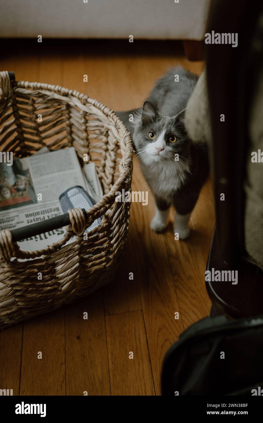 The essence of feline grace, majestic cat exudes quiet confidence and ...