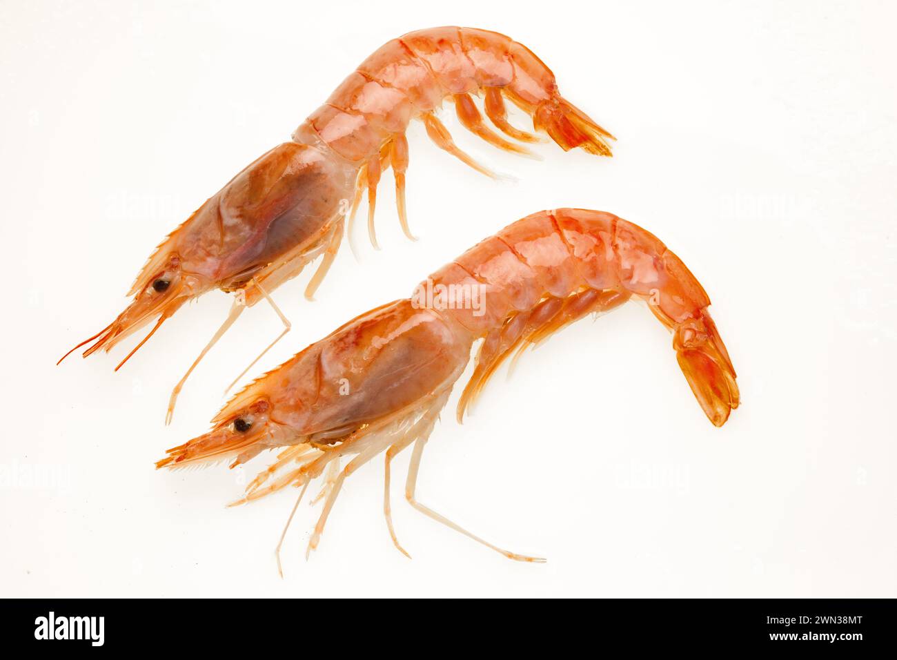 two shrimp on white background Stock Photo - Alamy