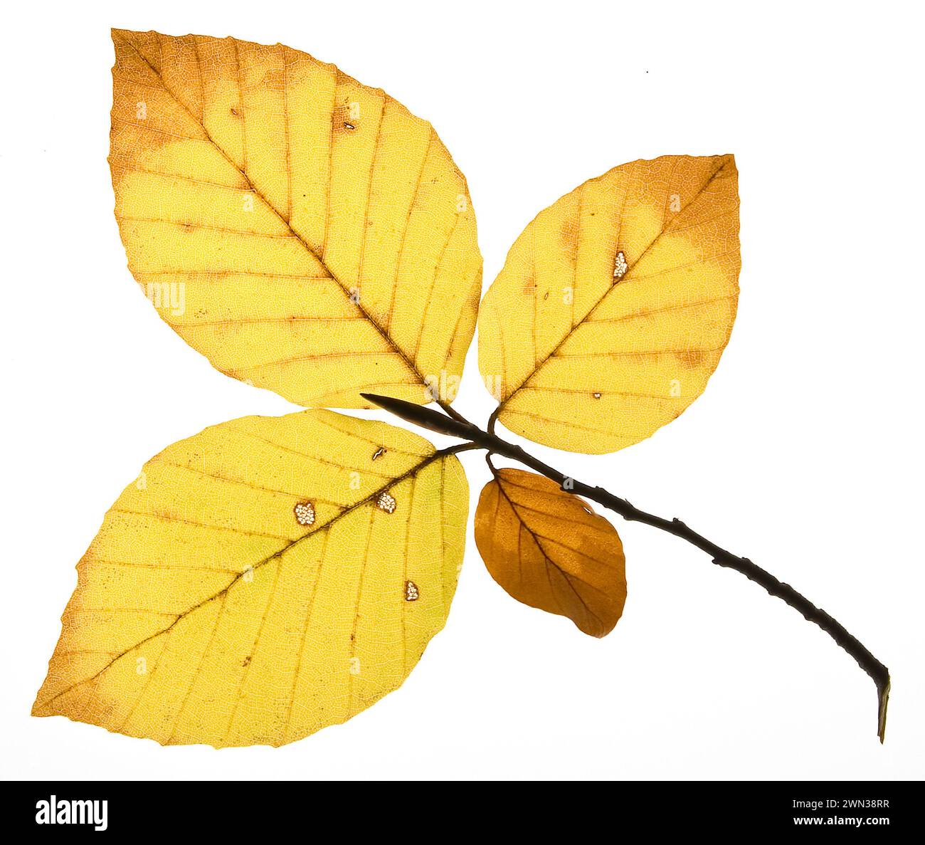 Decay spots Cut Out Stock Images & Pictures - Alamy