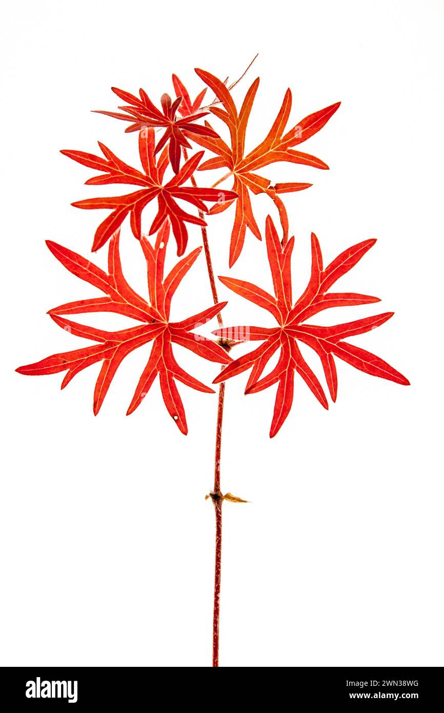 Corrosion and decay Cut Out Stock Images & Pictures - Alamy