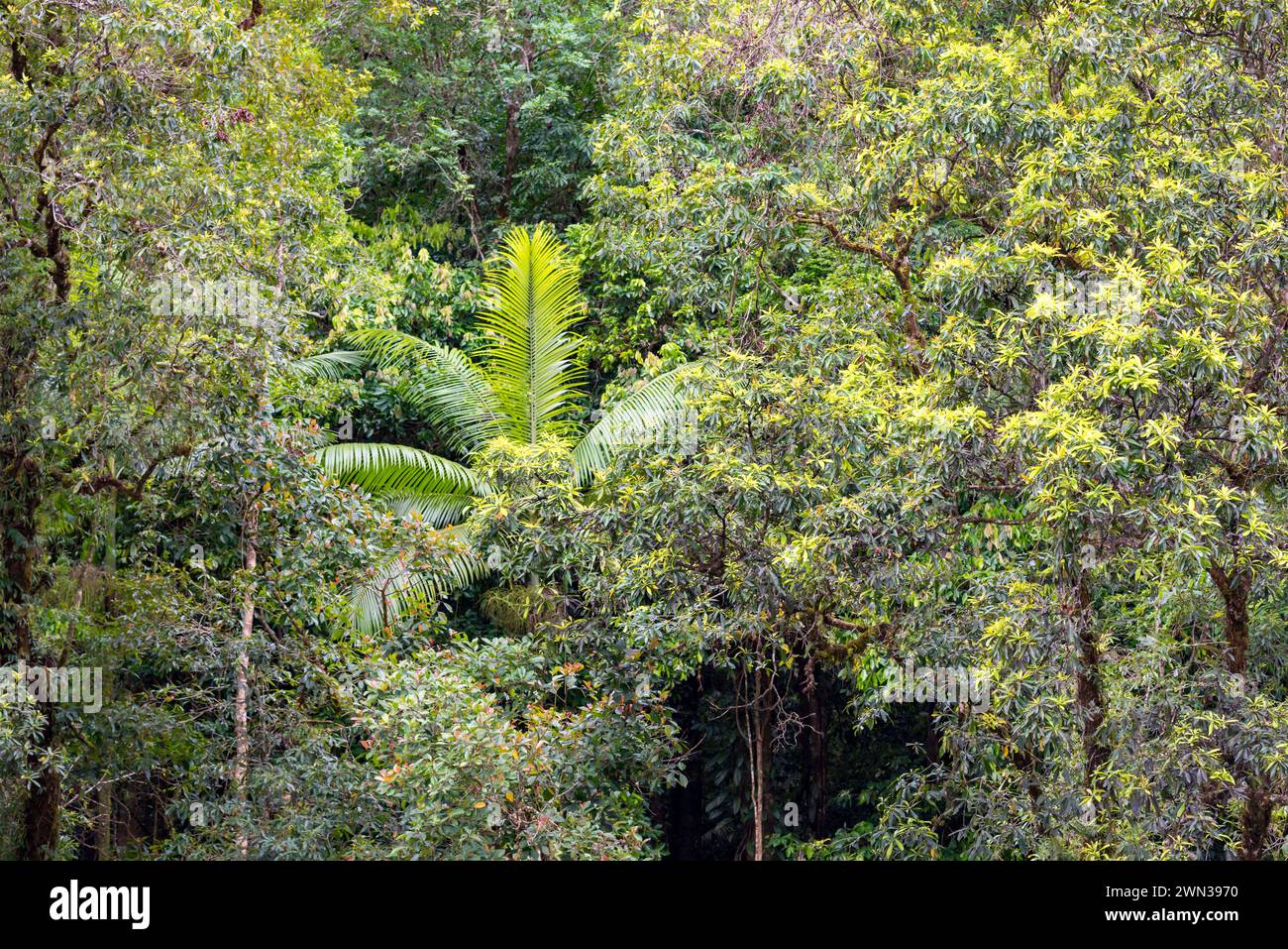 A large palm tree struggling for light in the lush green canopy of the ...