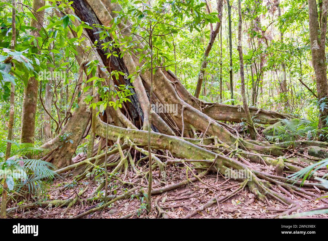 The Ficus watkinsiana Strangler Fig, Watkins' fig, Nipple Fig or the ...