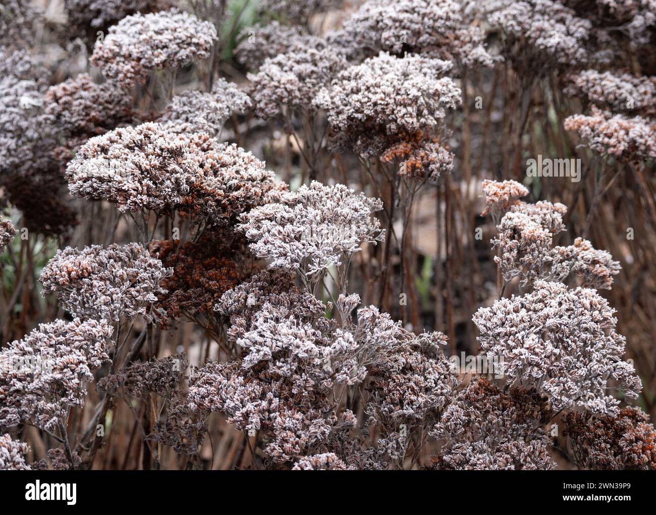 Sedum spectabile in winter with frost, UK Stock Photo - Alamy