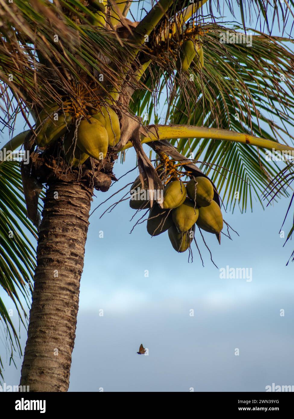 Green palm fruit hanging hi-res stock photography and images - Alamy