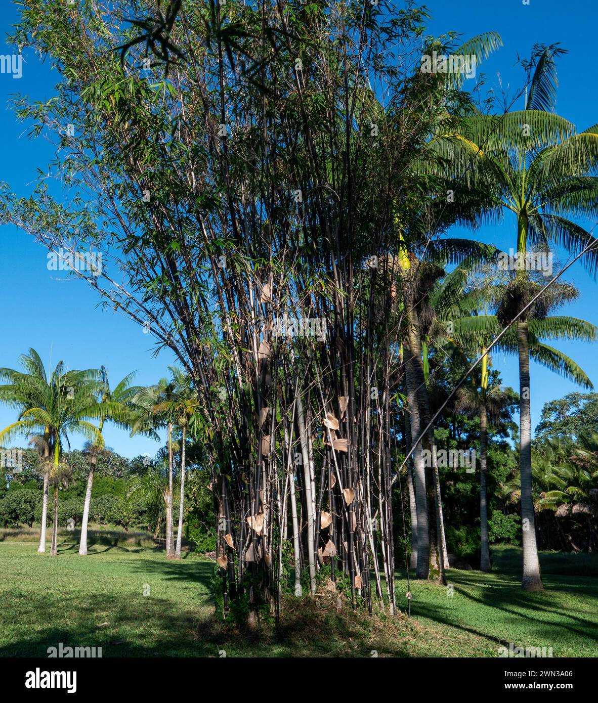 The tropical trees in a green meadow under a clear blue sky Stock Photo ...