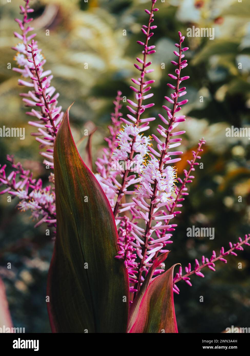 Palm lily cordyline fruticosa hi-res stock photography and images - Alamy