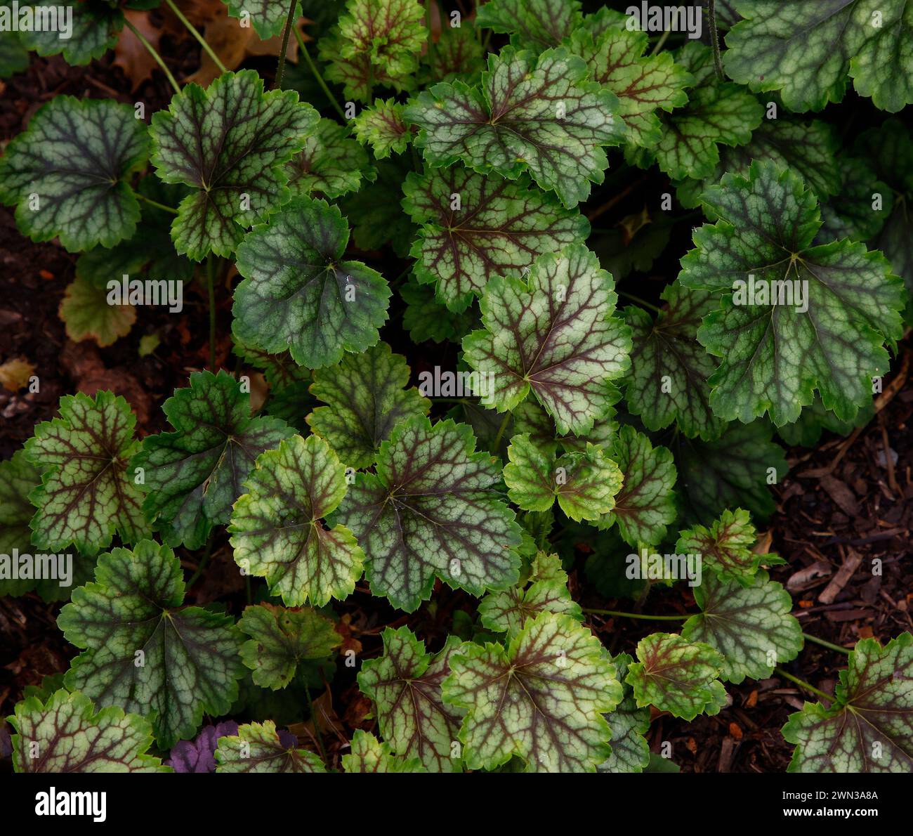 Closeup of the green leaves with red veins of the low growing perennial ...