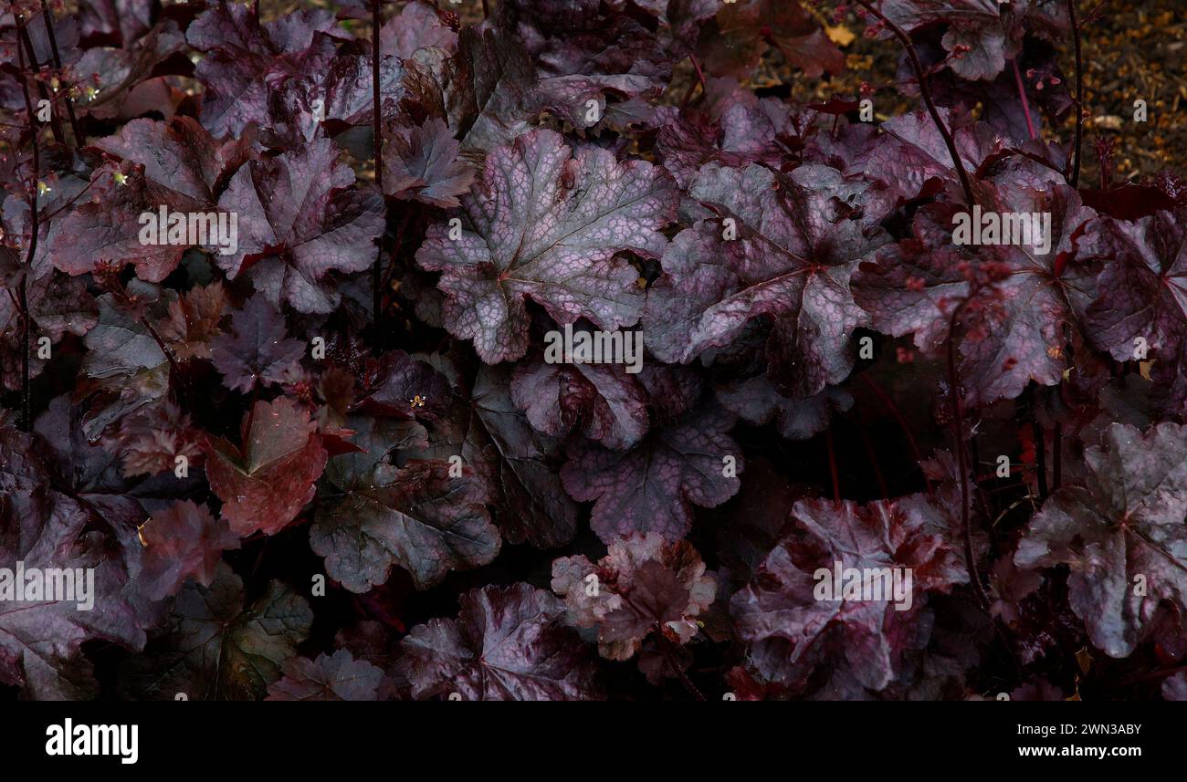 Closeup of the black purple foliage of the low growing garden plant ...