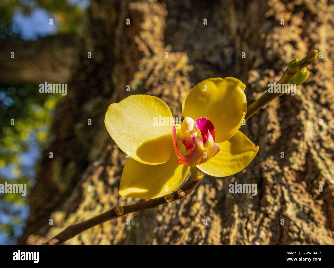 All colors of orchids hi-res stock photography and images - Alamy