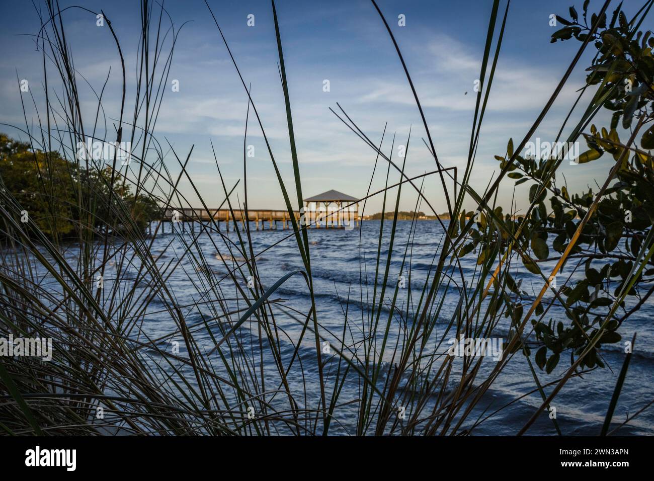 Through grass blades hi-res stock photography and images - Alamy